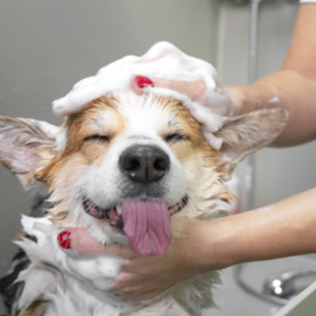 Dog Grooming at Ruff Pup | Provo Towne Centre
